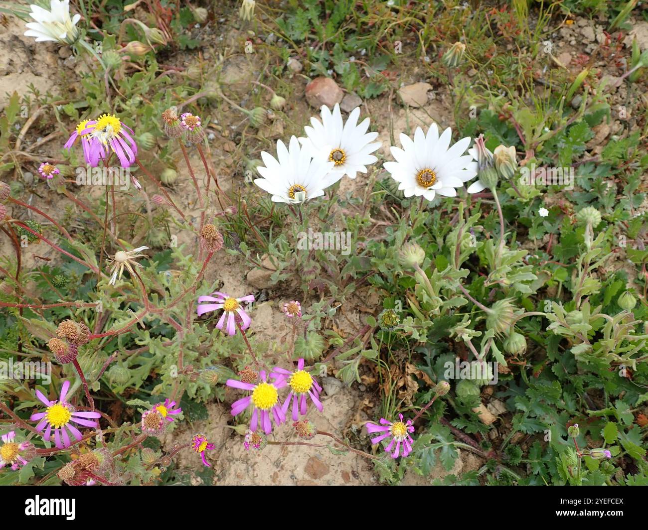 Cape marigold (Dimorphotheca sinuata Stock Photo - Alamy