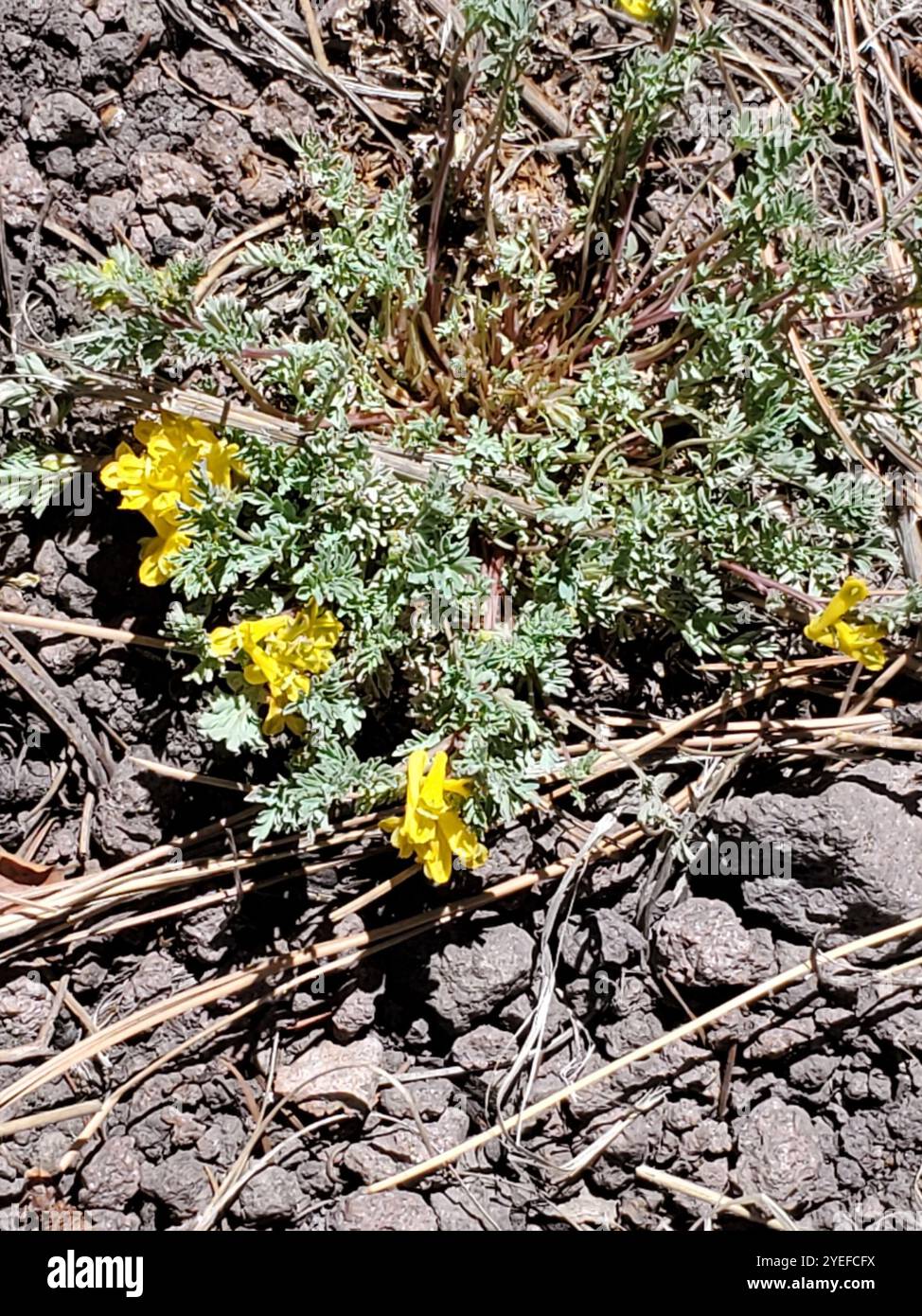 golden corydalis (Corydalis aurea Stock Photo - Alamy