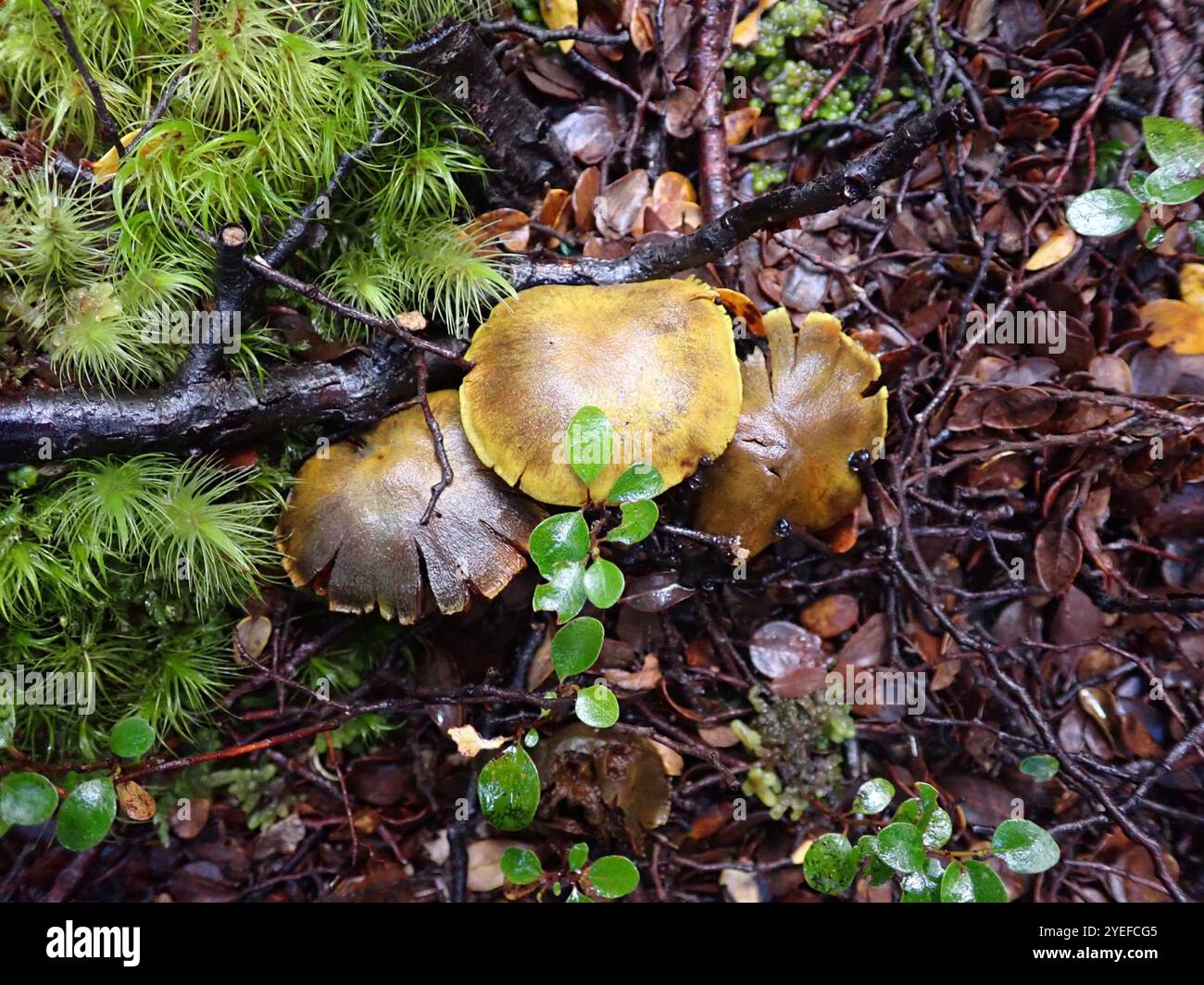 Yellow Skinhead (Cortinarius canarius Stock Photo - Alamy