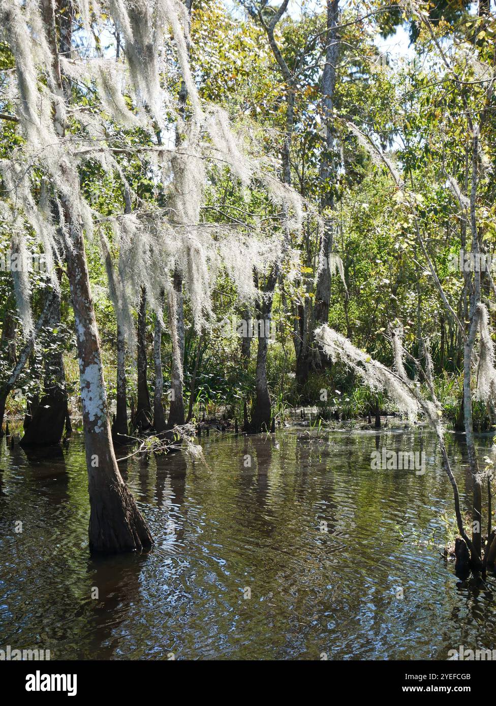 Louisiana Bayou Country, USA Stock Photo - Alamy