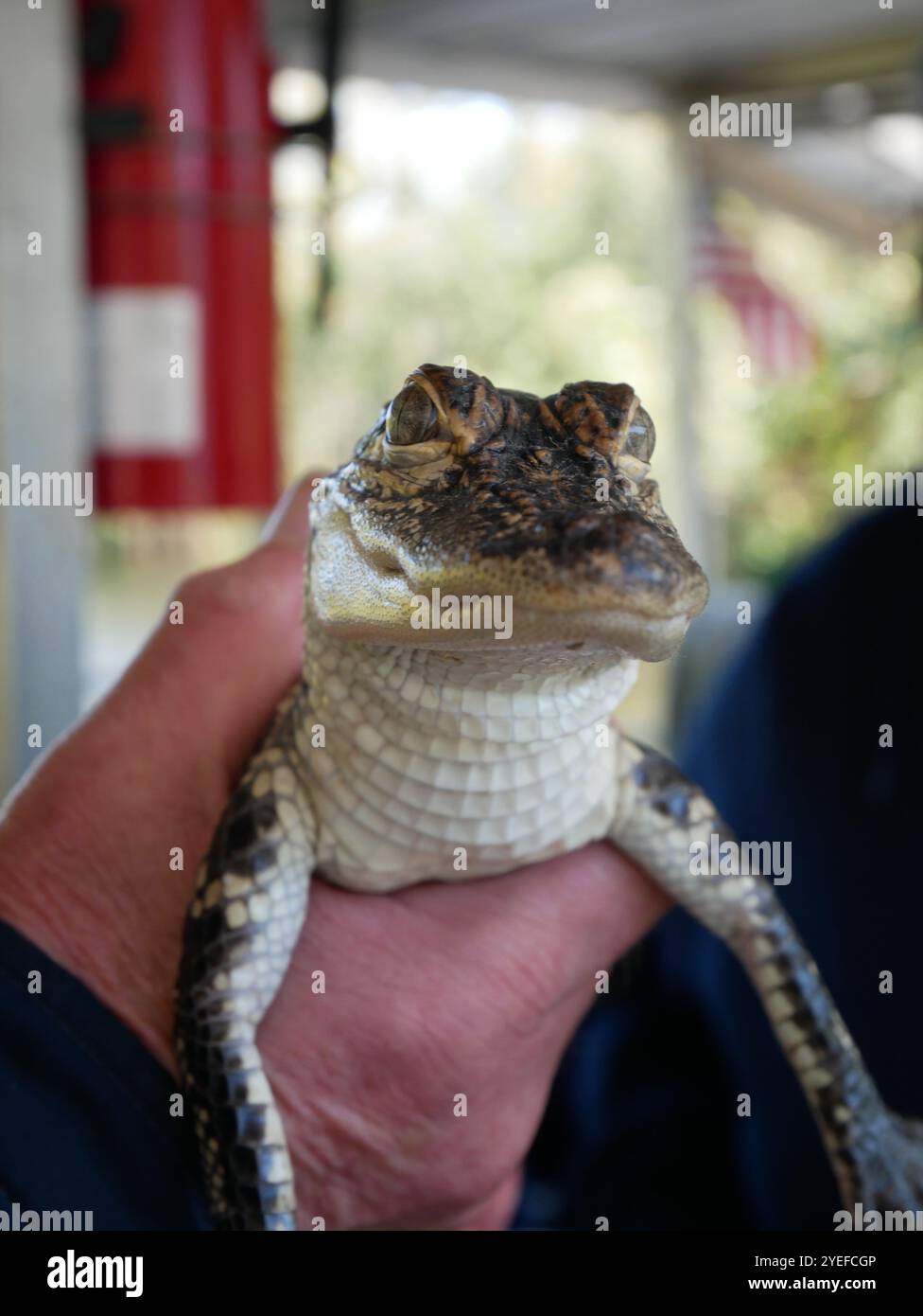 Louisianas bayou country hi-res stock photography and images - Alamy