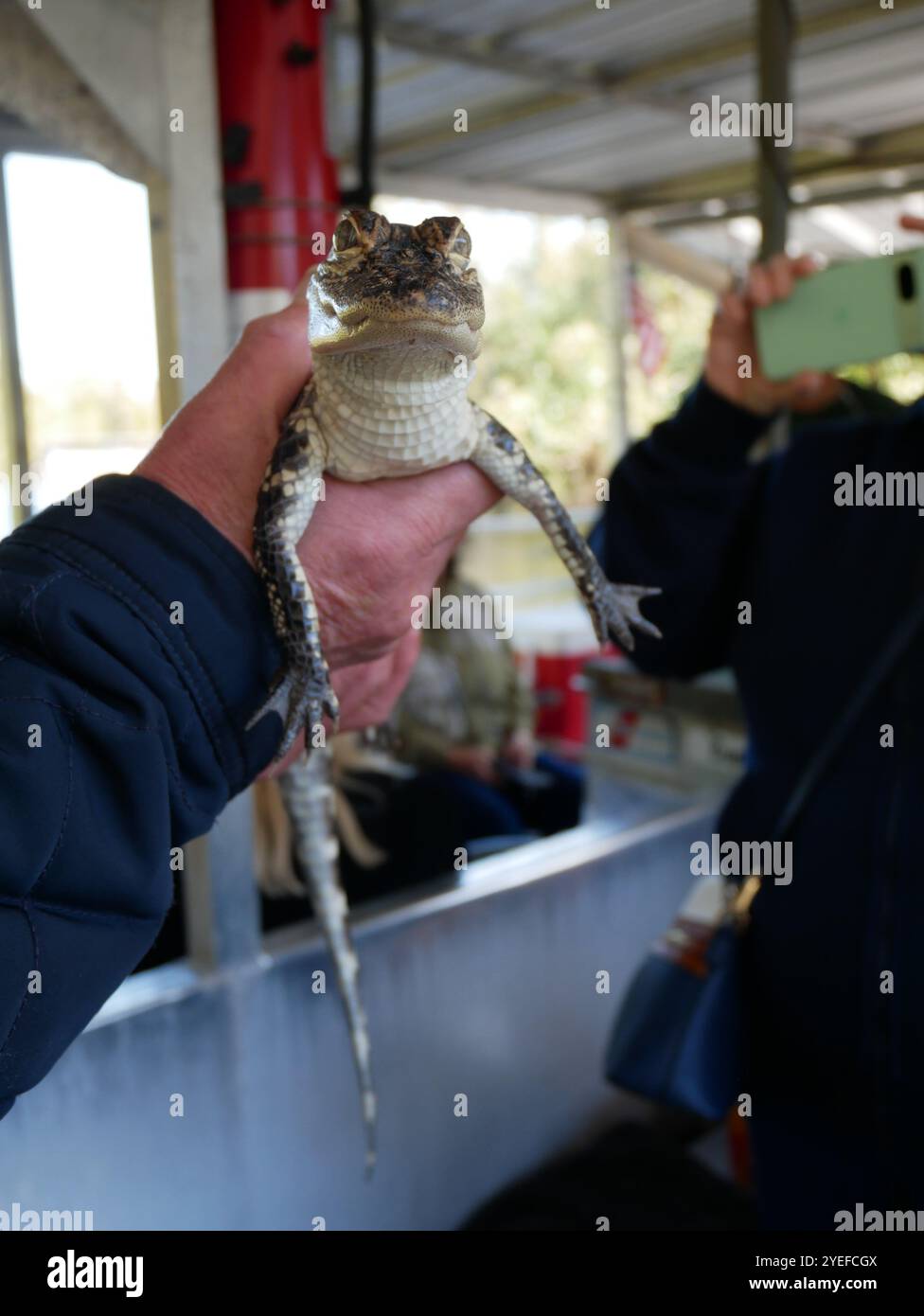 Louisianas bayou country hi-res stock photography and images - Alamy