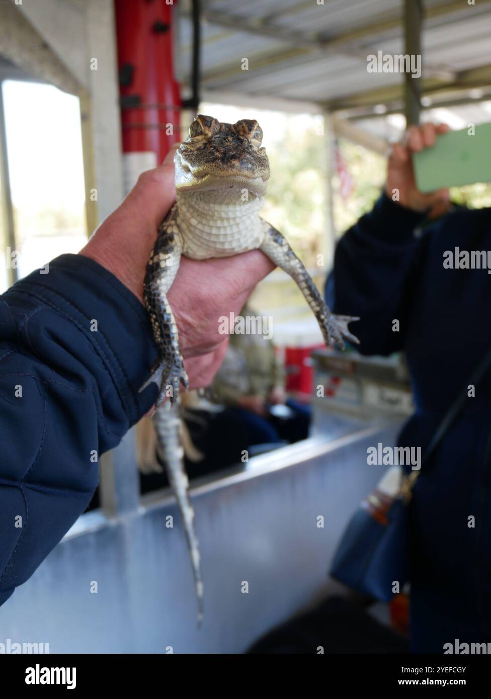 Louisianas bayou country hi-res stock photography and images - Alamy
