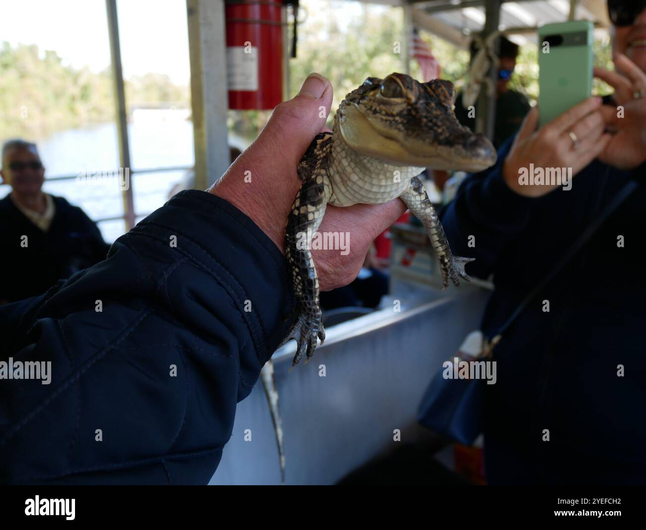 Louisianas bayou country hi-res stock photography and images - Alamy