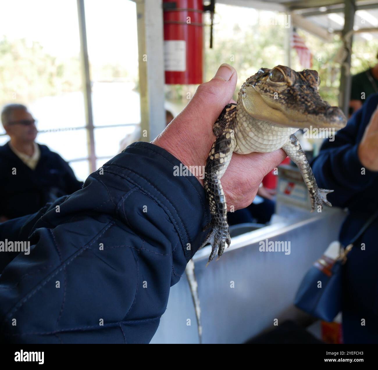 Louisianas bayou country hi-res stock photography and images - Alamy