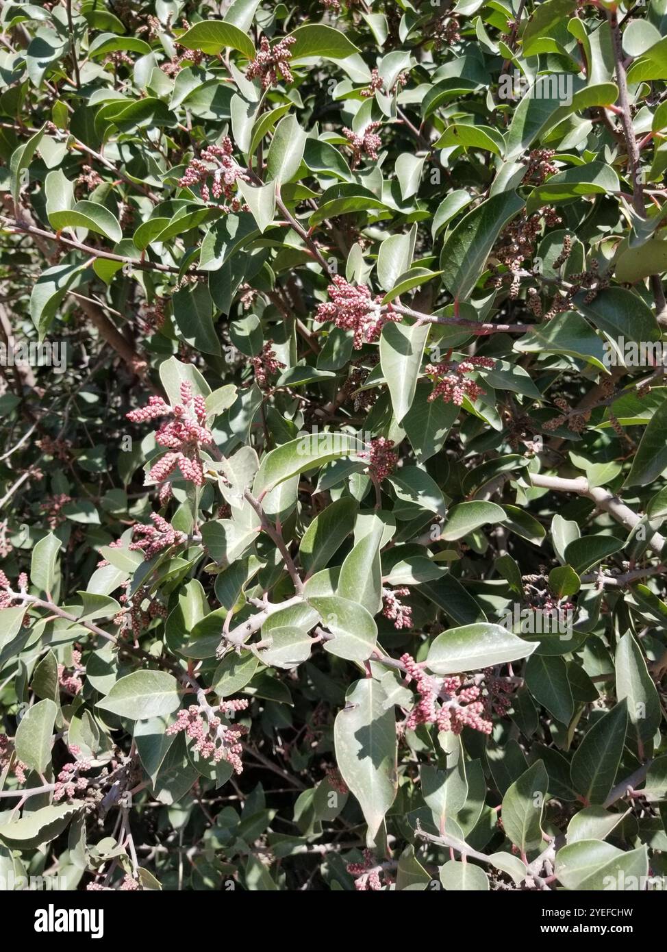Sugar bush rhus ovata hi-res stock photography and images - Alamy
