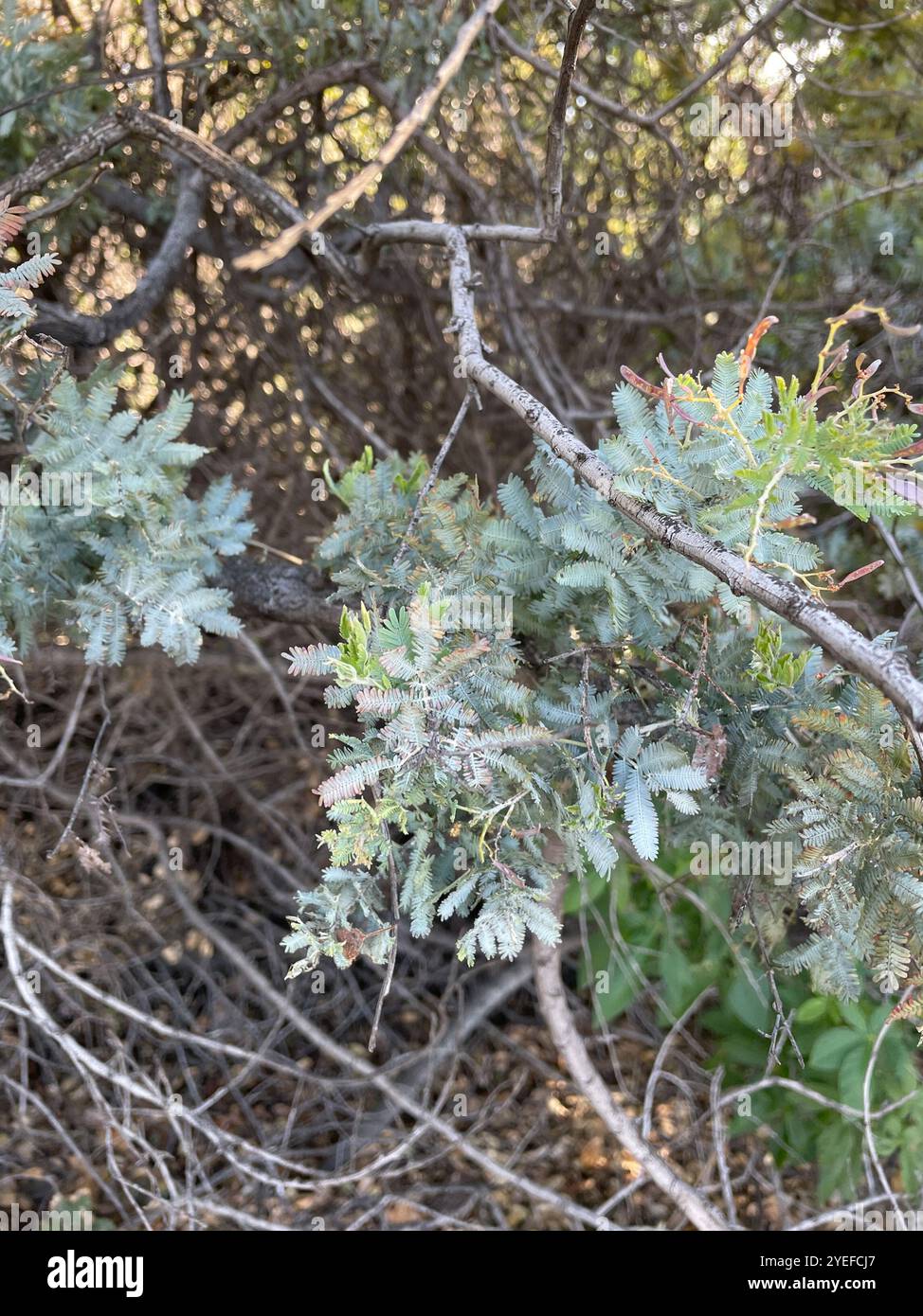 Cootamundra wattle (Acacia baileyana Stock Photo - Alamy