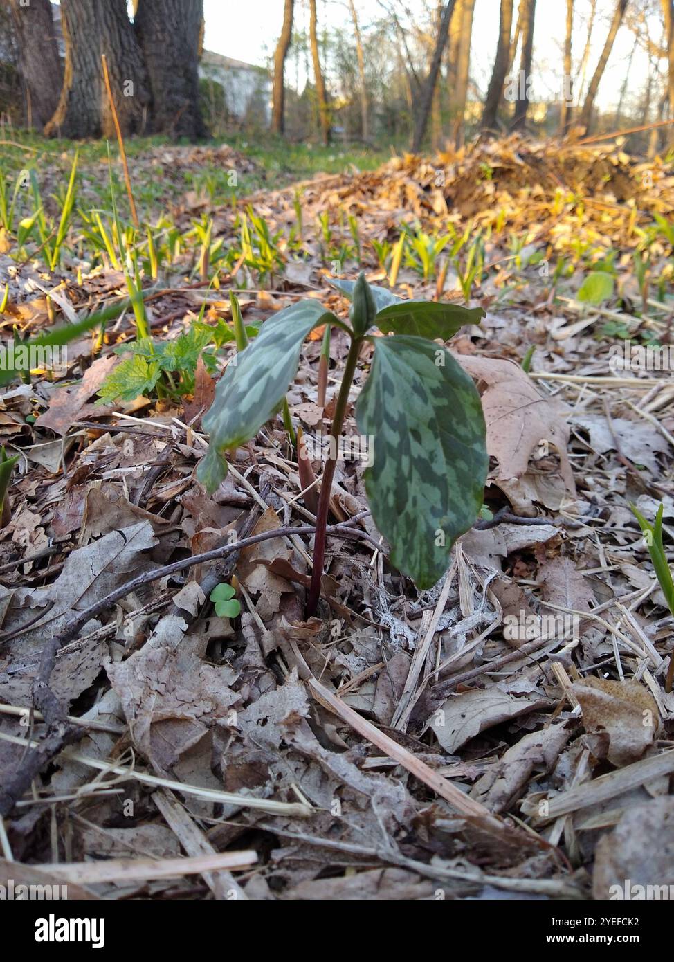 prairie trillium (Trillium recurvatum Stock Photo - Alamy
