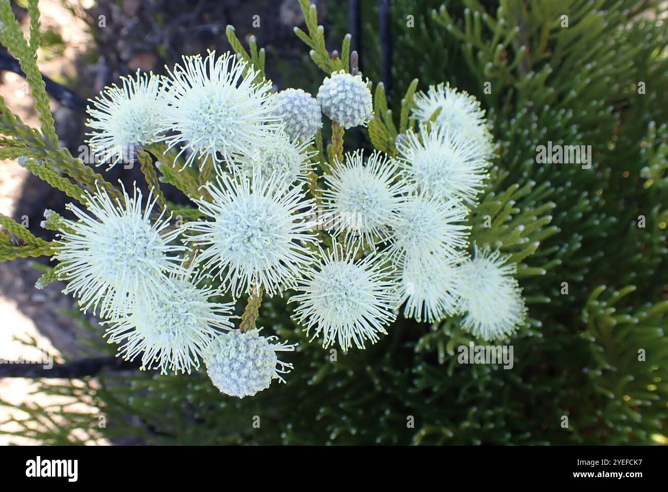 Cone Stompie (Brunia noduliflora Stock Photo - Alamy