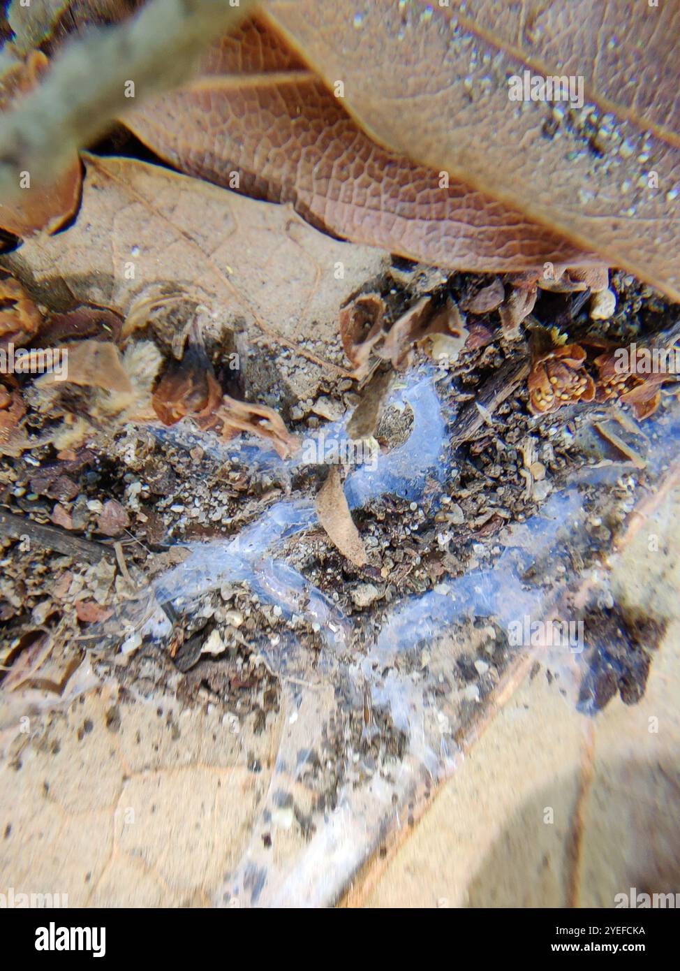 Embioptera hi-res stock photography and images - Alamy