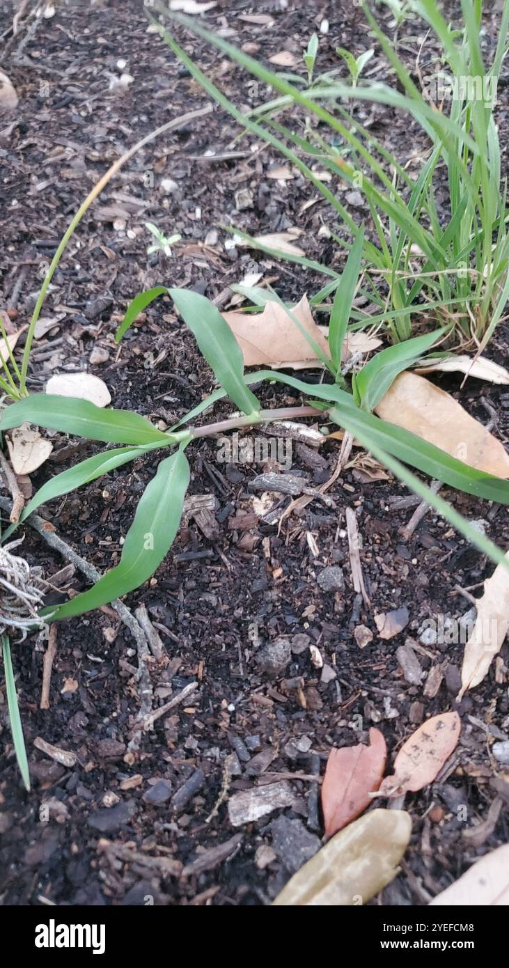 Hairy Crabgrass (Digitaria sanguinalis Stock Photo - Alamy