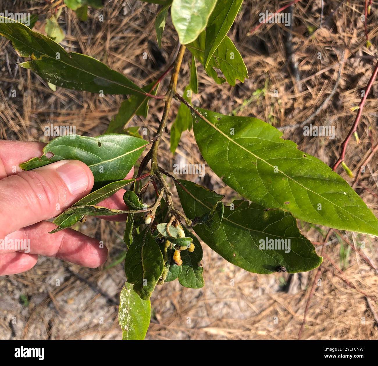 Swamp Bay (Persea palustris Stock Photo - Alamy
