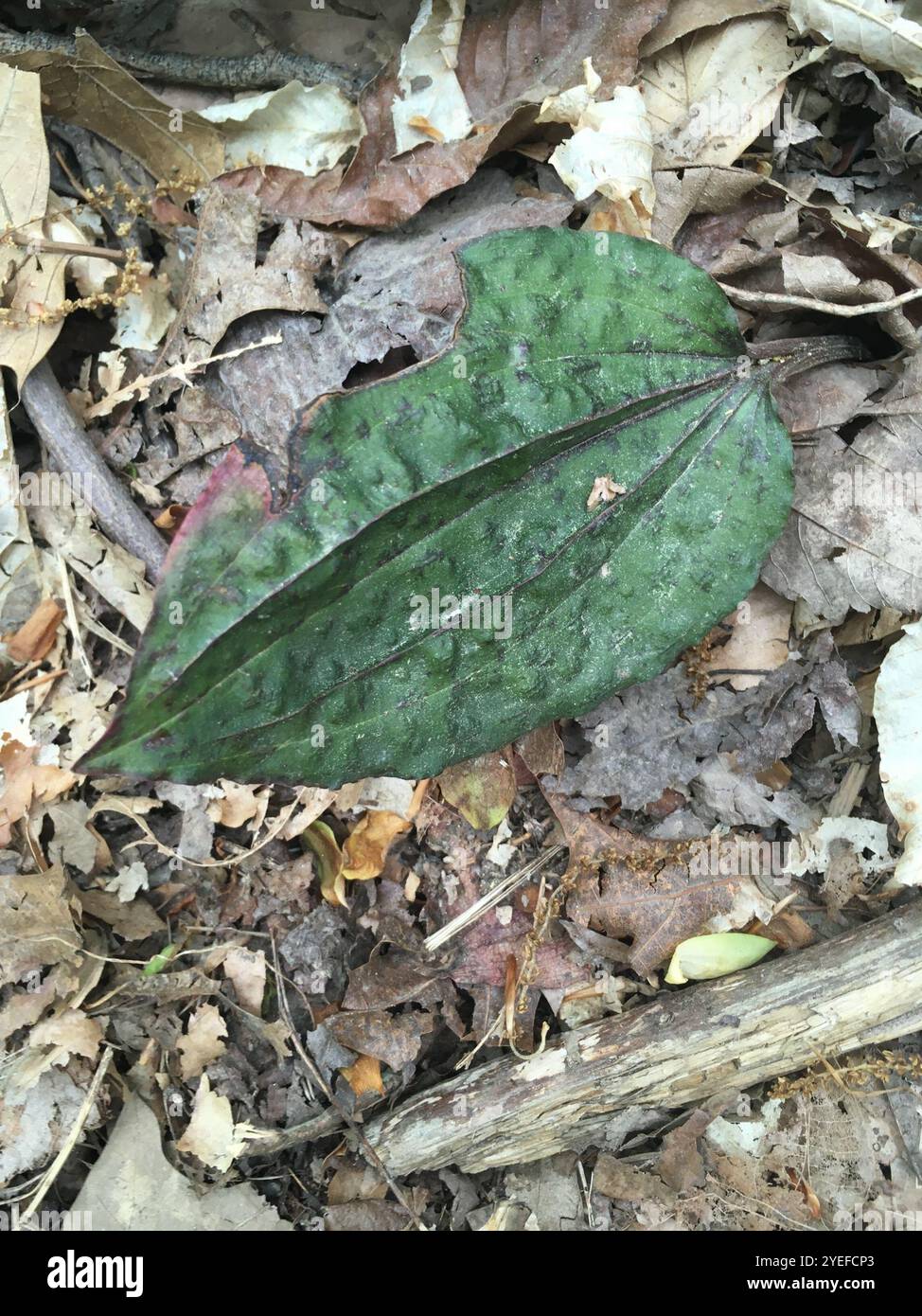 crane-fly orchid (Tipularia discolor Stock Photo - Alamy