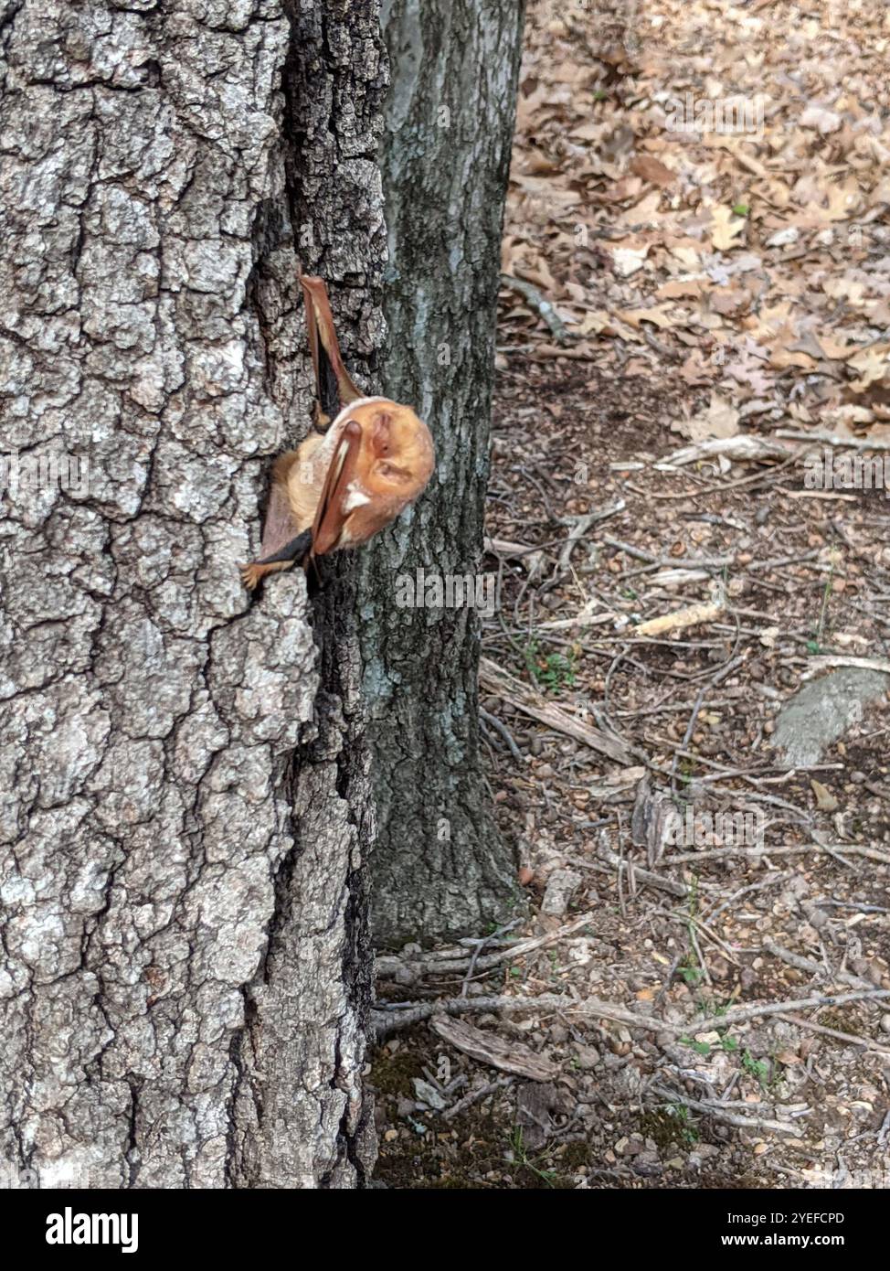 Eastern Red Bat (Lasiurus borealis Stock Photo - Alamy