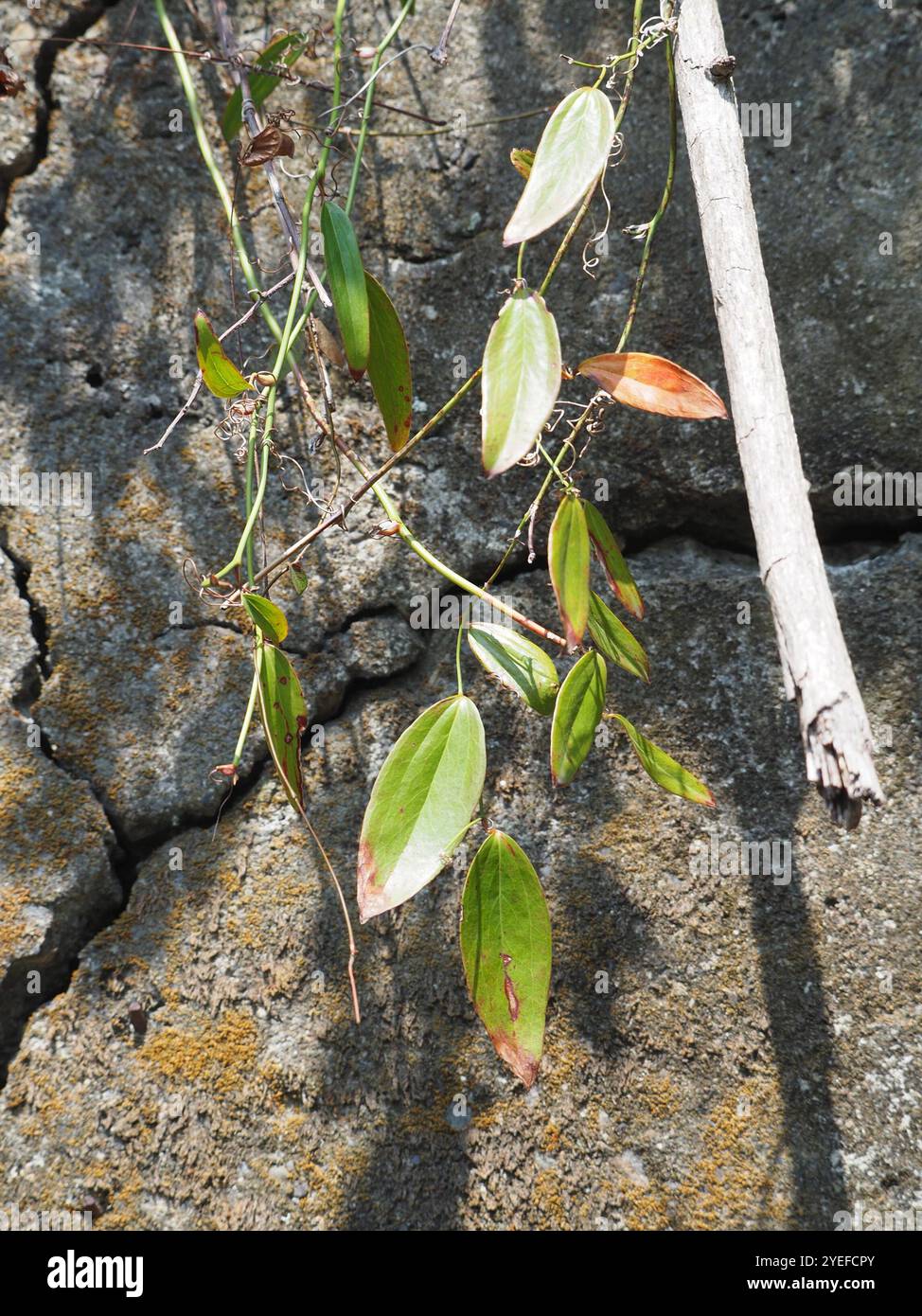 greenbrier family (Smilacaceae Stock Photo - Alamy