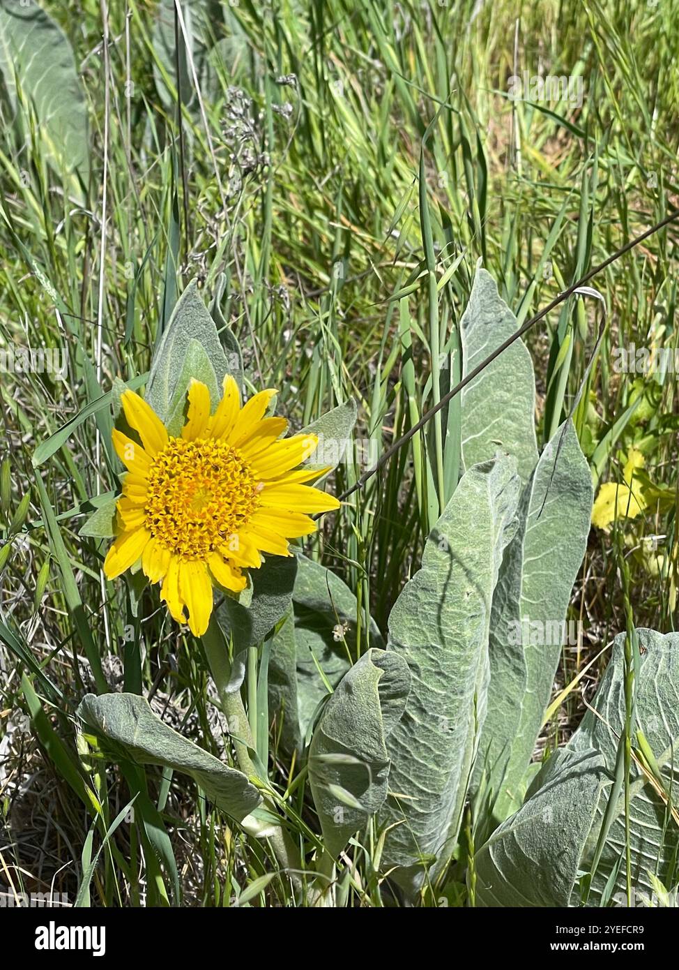 Gray Mule-Ears (Wyethia helenioides Stock Photo - Alamy