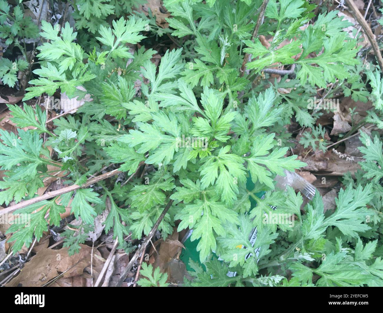 common mugwort (Artemisia vulgaris Stock Photo - Alamy