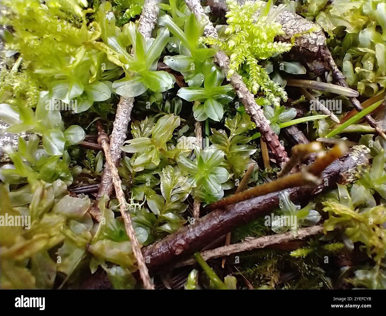 Badge Moss (Plagiomnium insigne Stock Photo - Alamy
