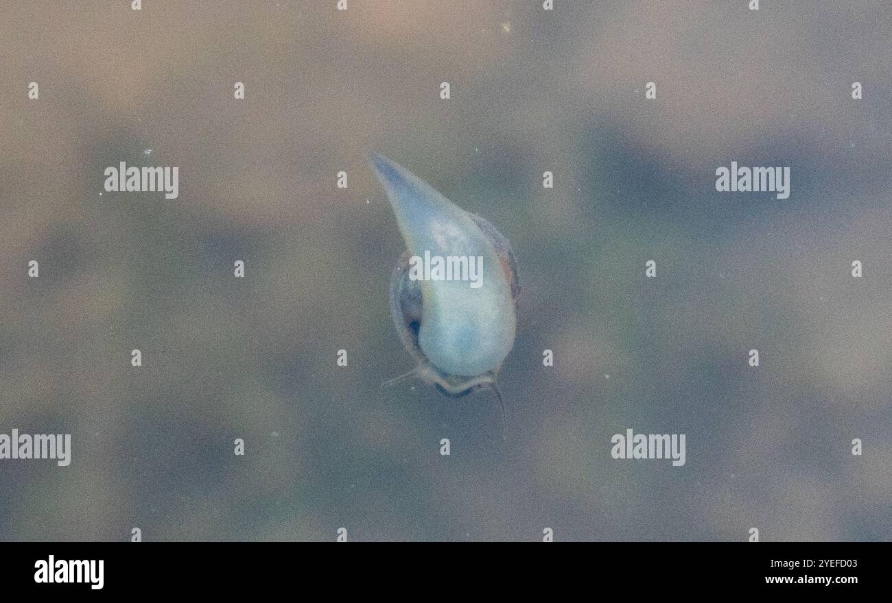 Pond Snails, Bladder Snails, and Allies (Lymnaeoidea Stock Photo - Alamy