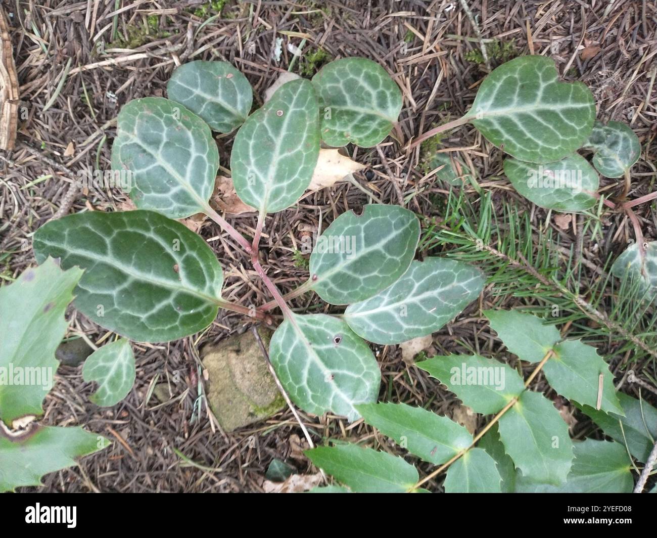 white-veined wintergreen (Pyrola picta Stock Photo - Alamy
