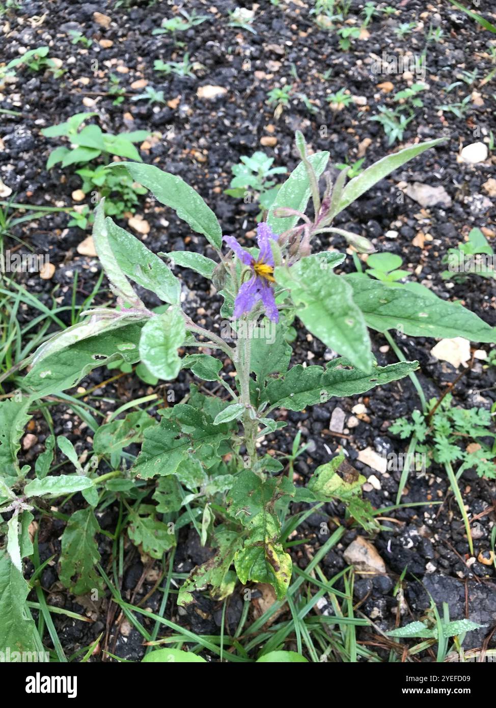 silverleaf nightshade (Solanum elaeagnifolium Stock Photo - Alamy