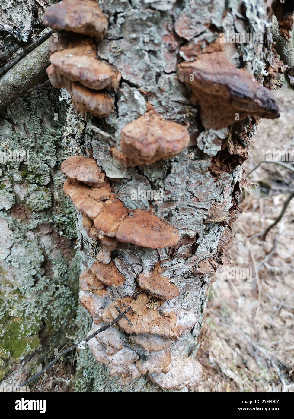 Alder Bracket (Mensularia radiata Stock Photo - Alamy