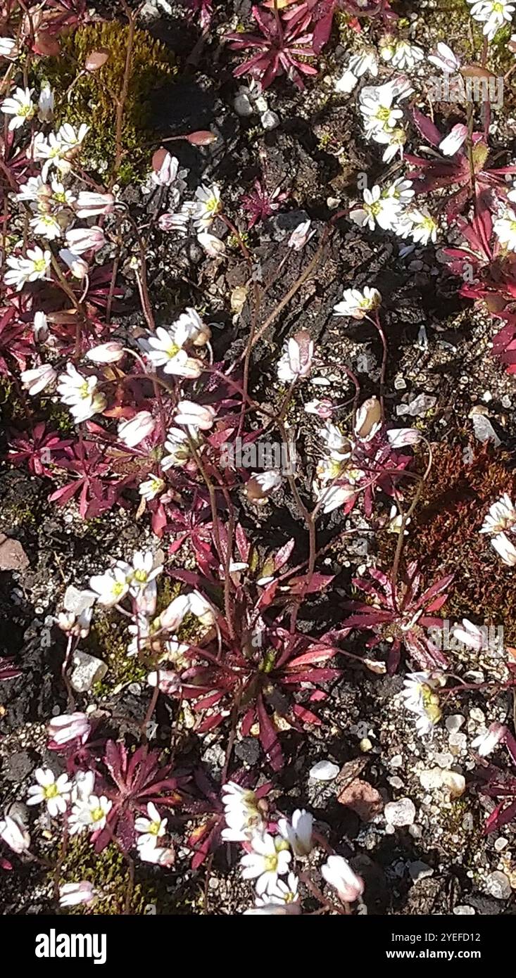 Common Whitlowgrass (Draba verna Stock Photo - Alamy