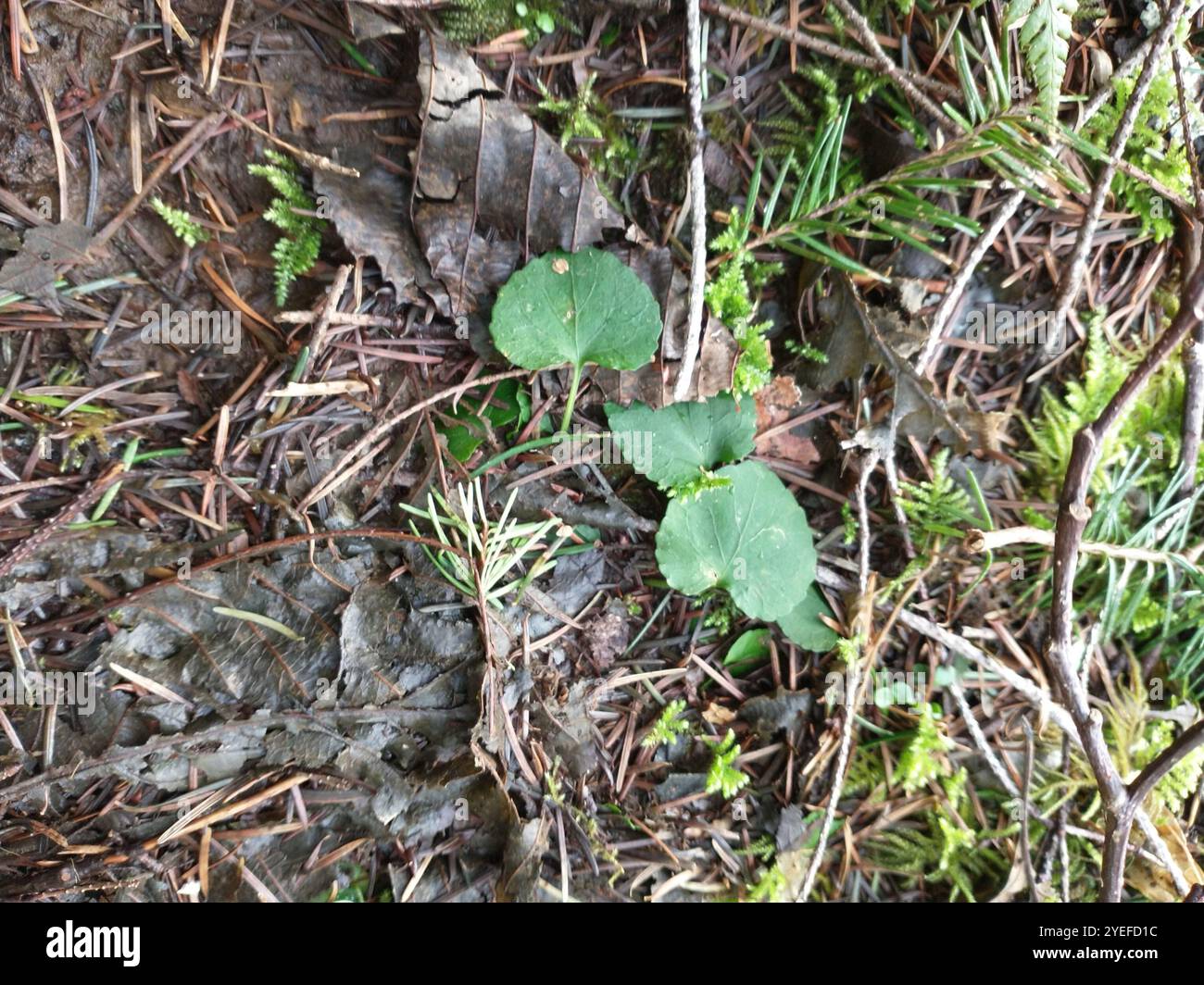 Redwood Violet (Viola sempervirens Stock Photo - Alamy
