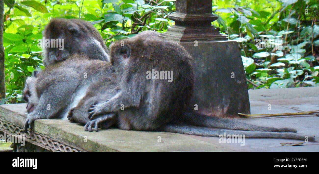 Long-tailed Macaque (Macaca fascicularis Stock Photo - Alamy
