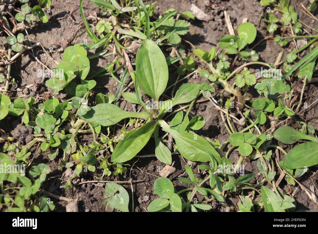 American plantain (Plantago rugelii Stock Photo - Alamy
