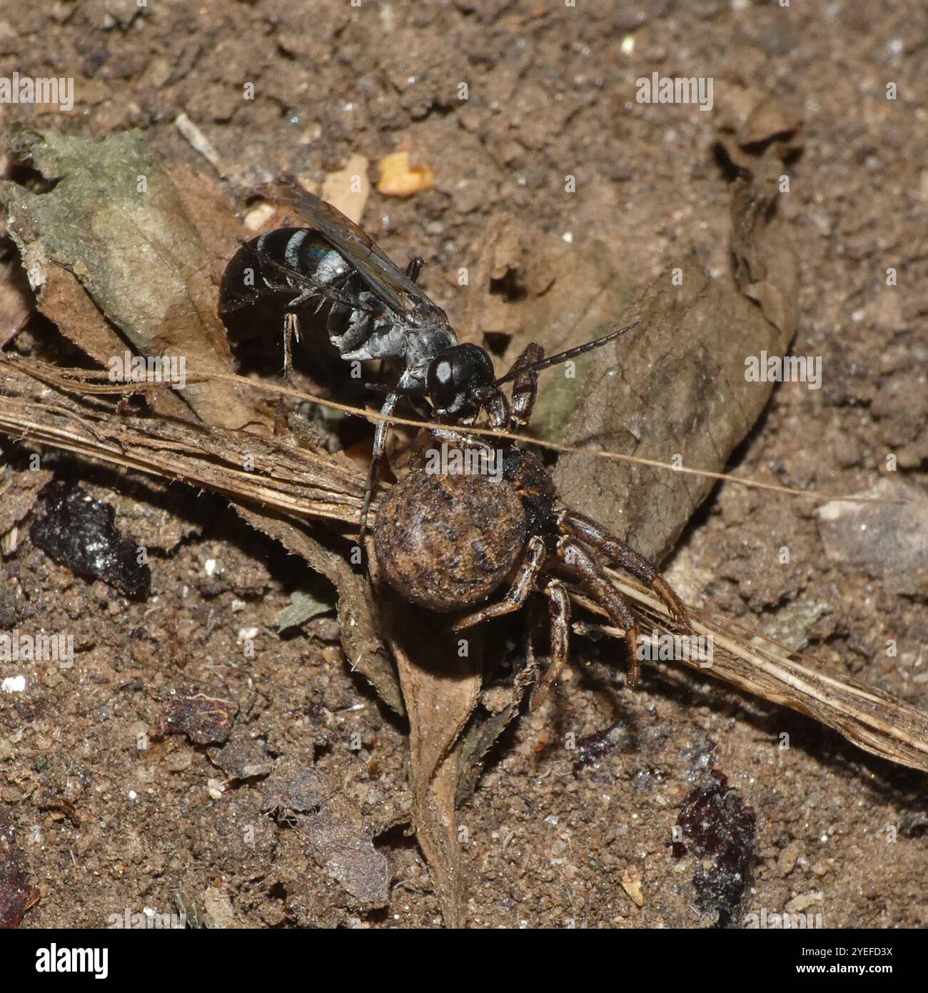 Spider Wasps (Pompilidae Stock Photo - Alamy
