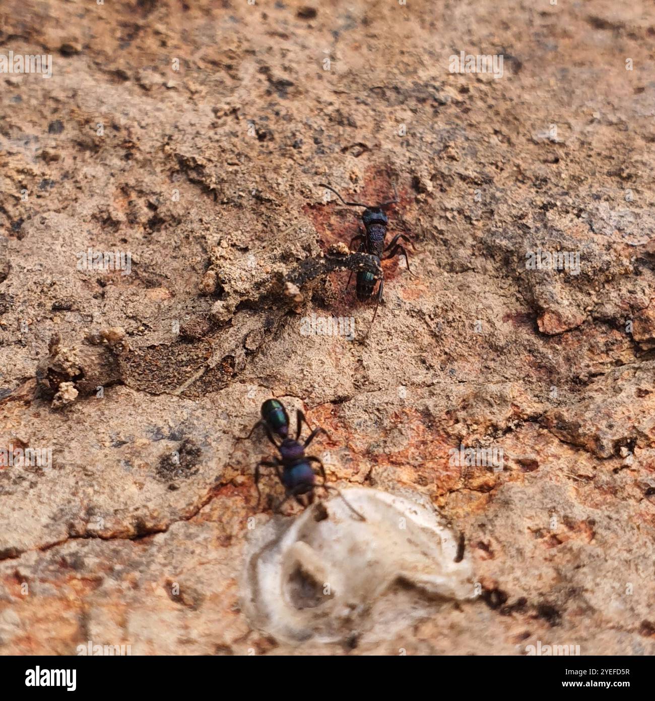 Green-head Ant (Rhytidoponera metallica Stock Photo - Alamy