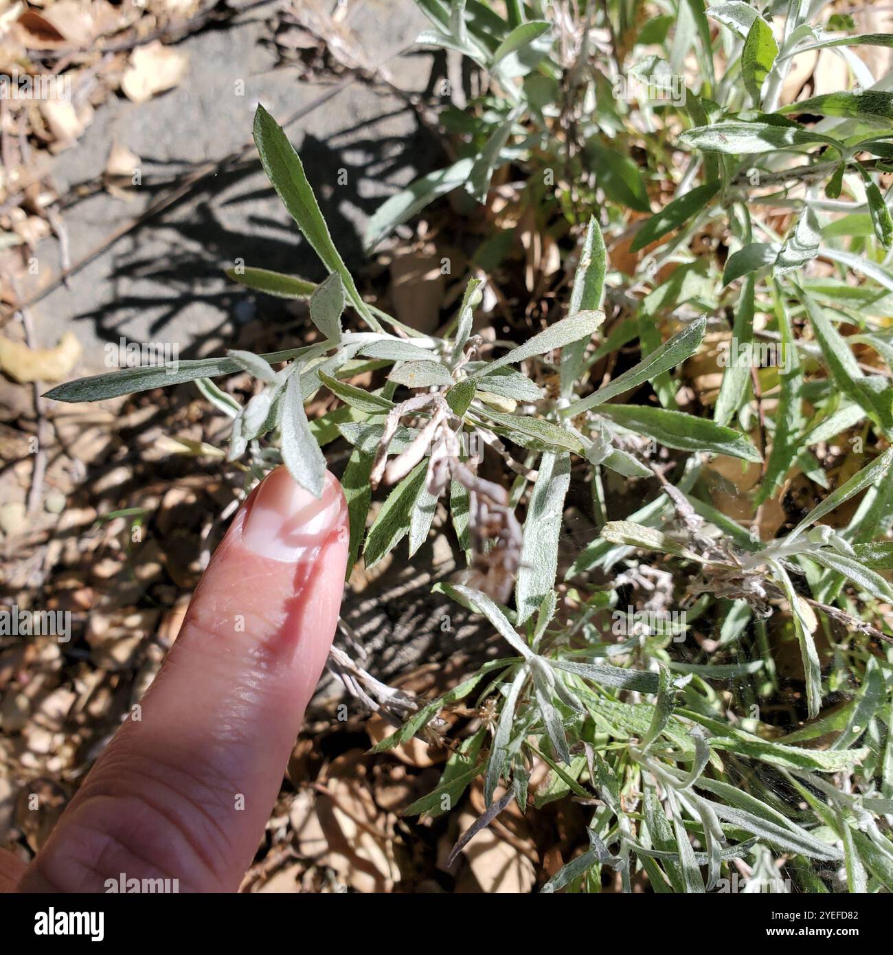 California Aster (Corethrogyne filaginifolia Stock Photo - Alamy