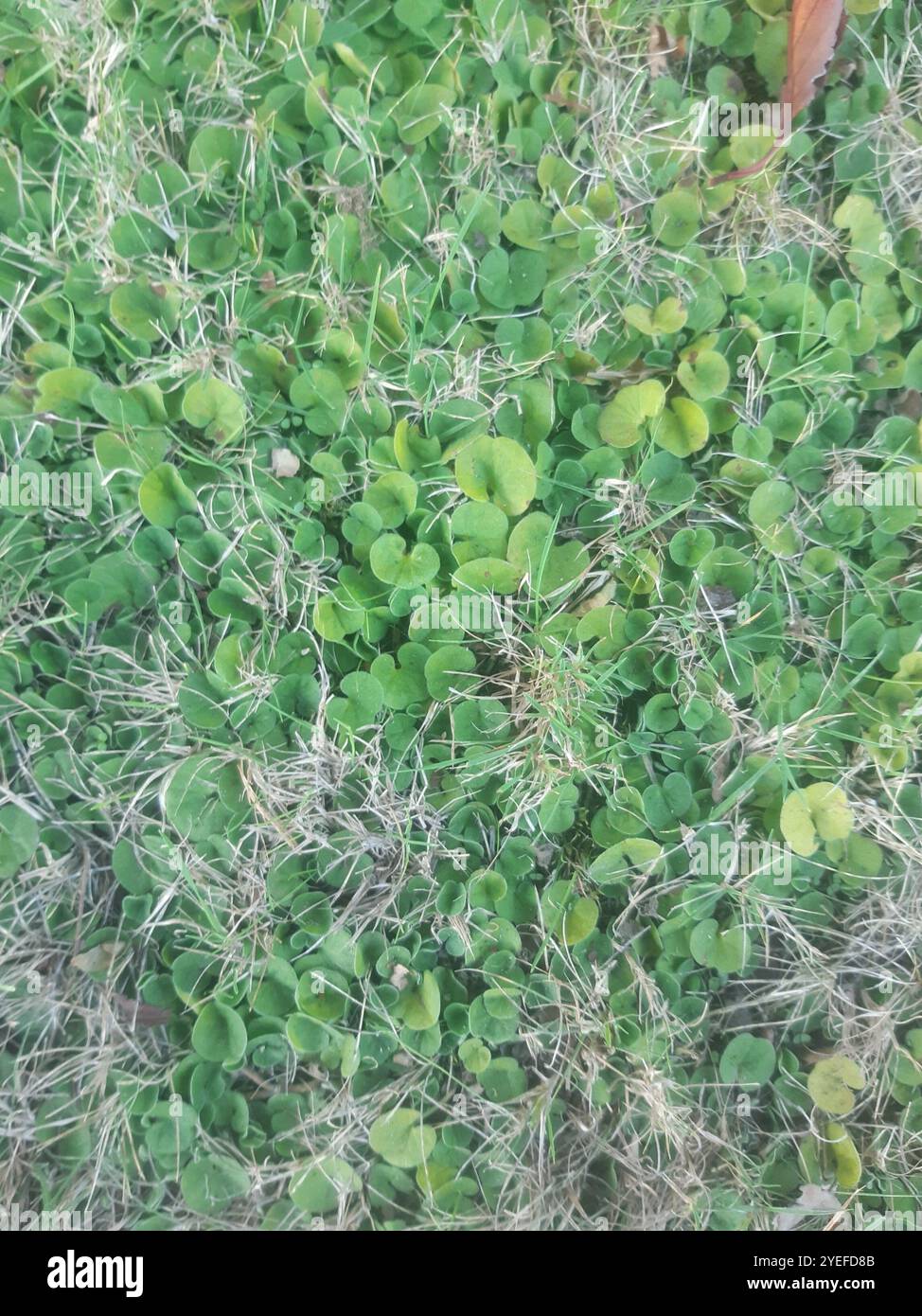 kidney weed (Dichondra repens Stock Photo - Alamy