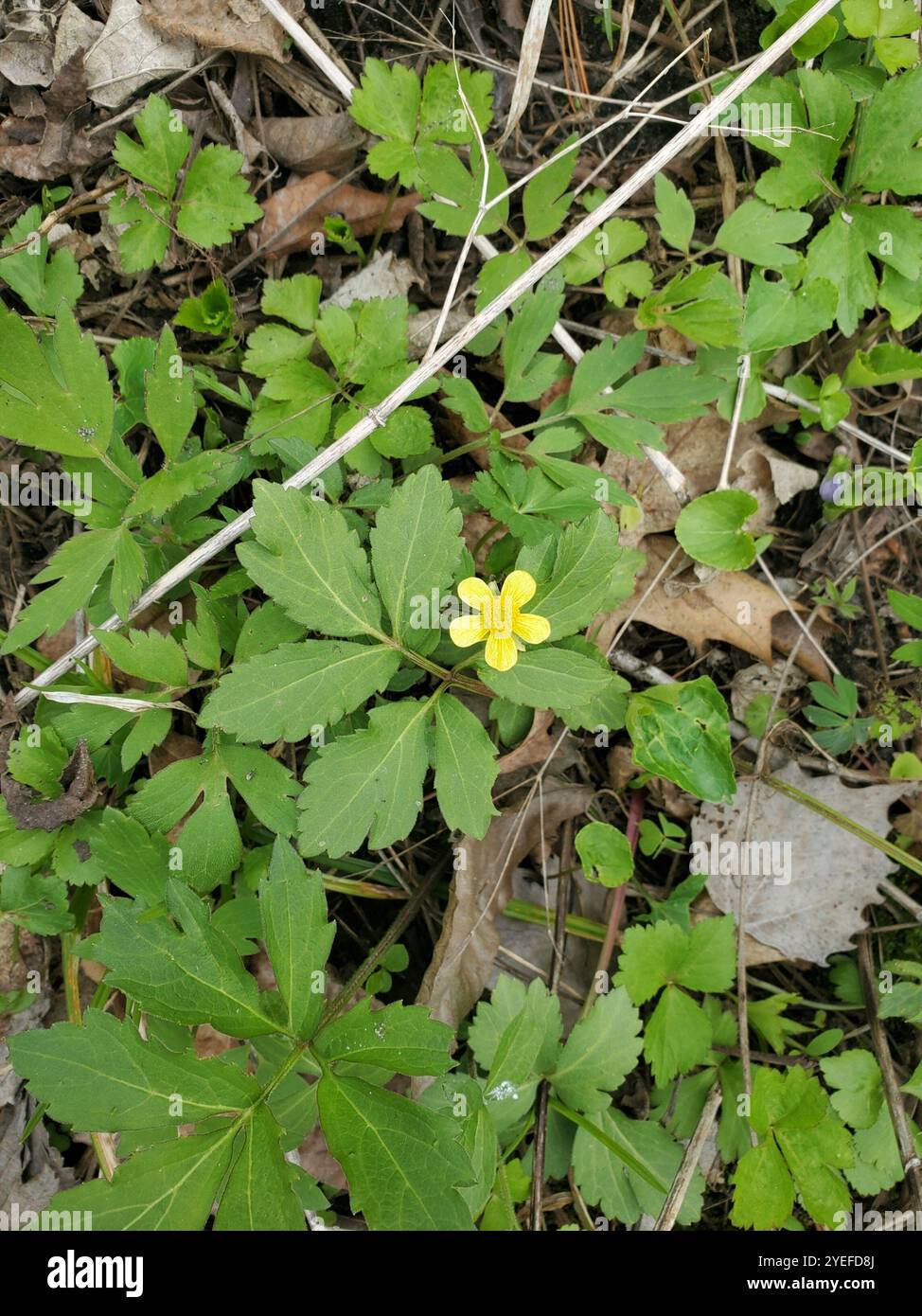 Early Buttercup (Ranunculus fascicularis Stock Photo - Alamy