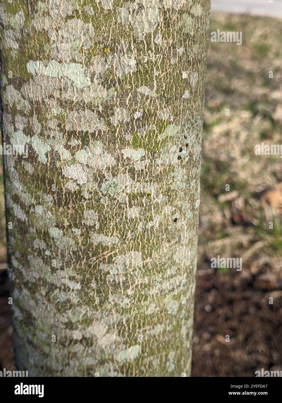 bird's nest fungi (Nidulariaceae Stock Photo - Alamy