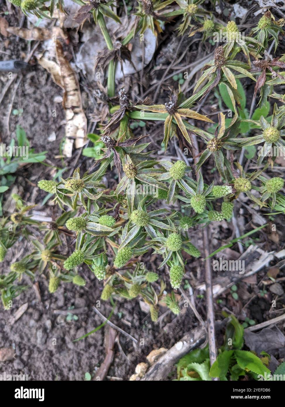 Mexican Culantro (Eryngium foetidum Stock Photo - Alamy