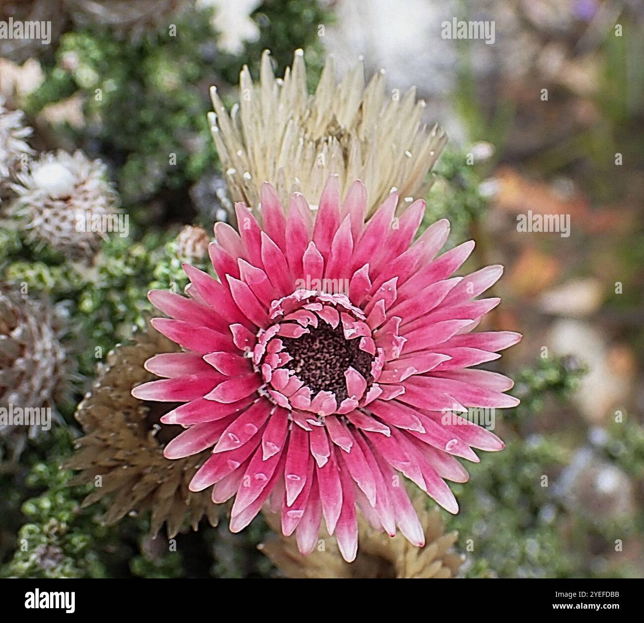 Phaenocoma hi-res stock photography and images - Alamy