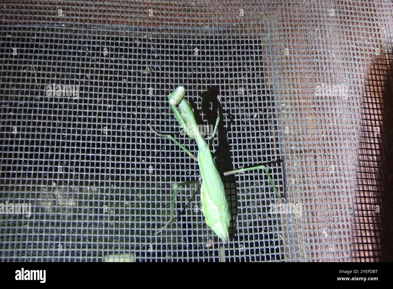 False garden mantis hi-res stock photography and images - Alamy