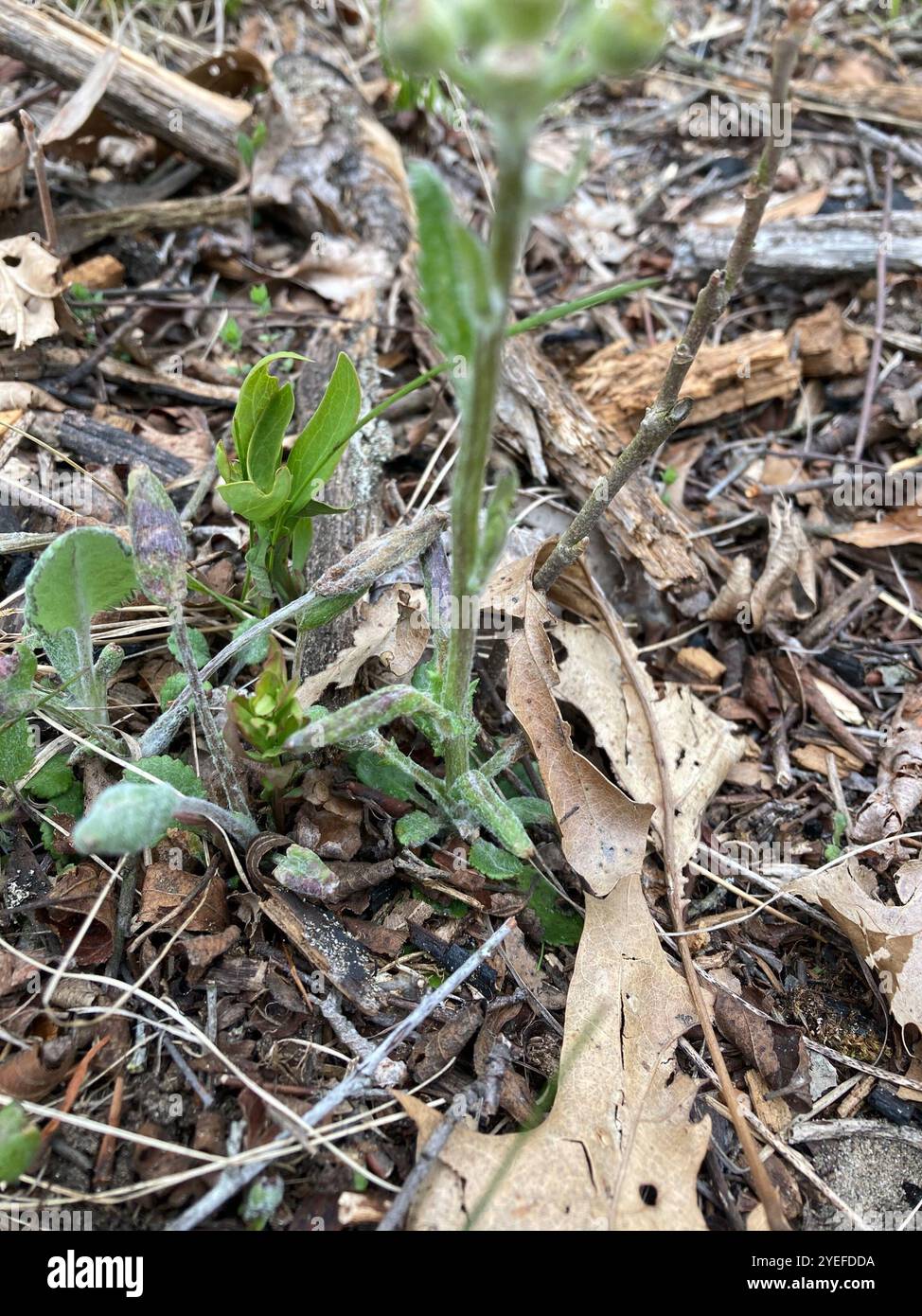 balsam ragwort (Packera paupercula Stock Photo - Alamy