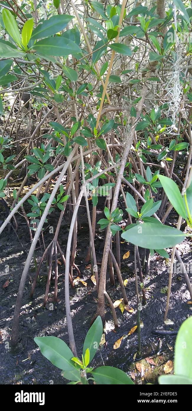 red mangrove (Rhizophora mangle Stock Photo - Alamy