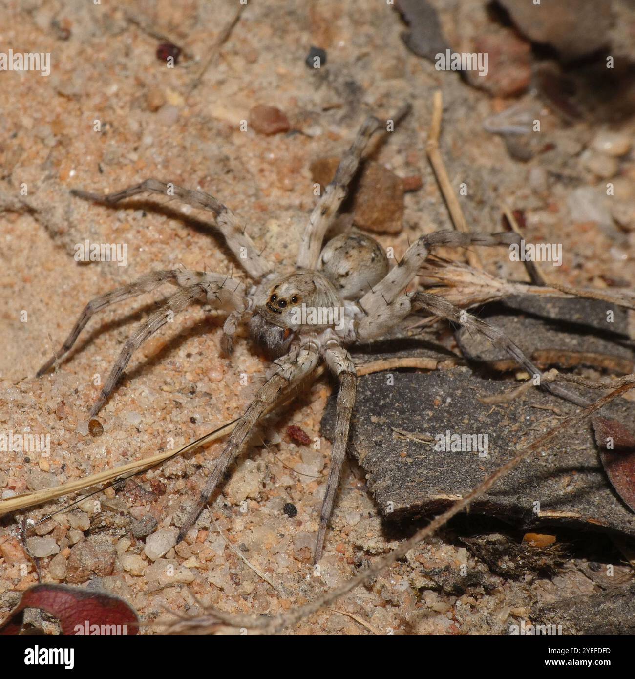 Ocyale Burrowing Wolf spider (Hippasosa guttata Stock Photo - Alamy