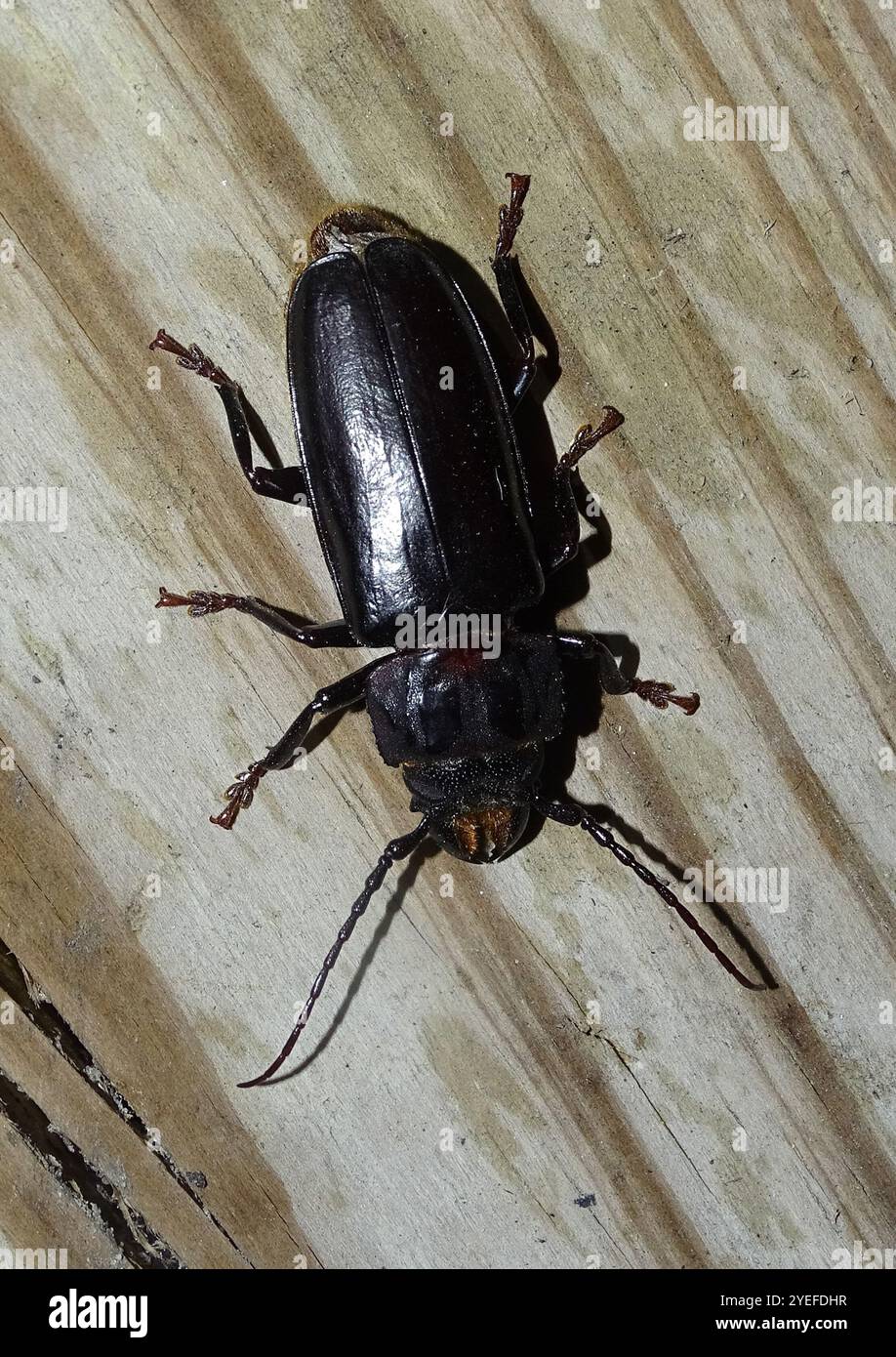 Hardwood Stump Borer (Mallodon dasystomus Stock Photo - Alamy