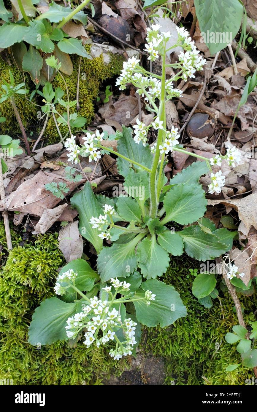 Micranthes virginiensis hi-res stock photography and images - Alamy