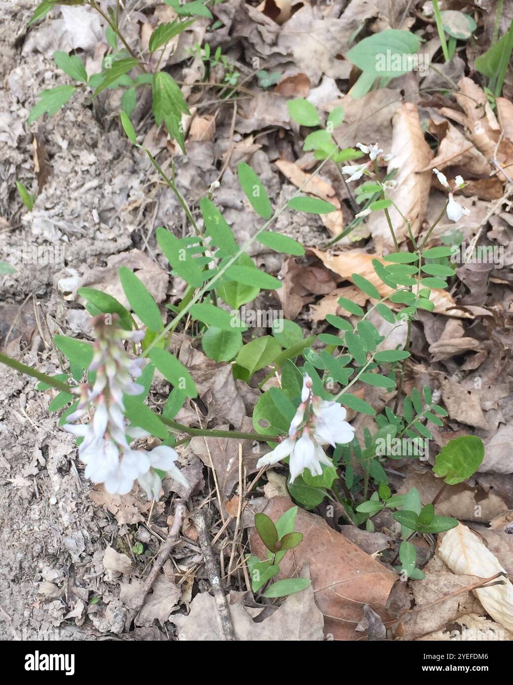Carolina Vetch (Vicia caroliniana Stock Photo - Alamy
