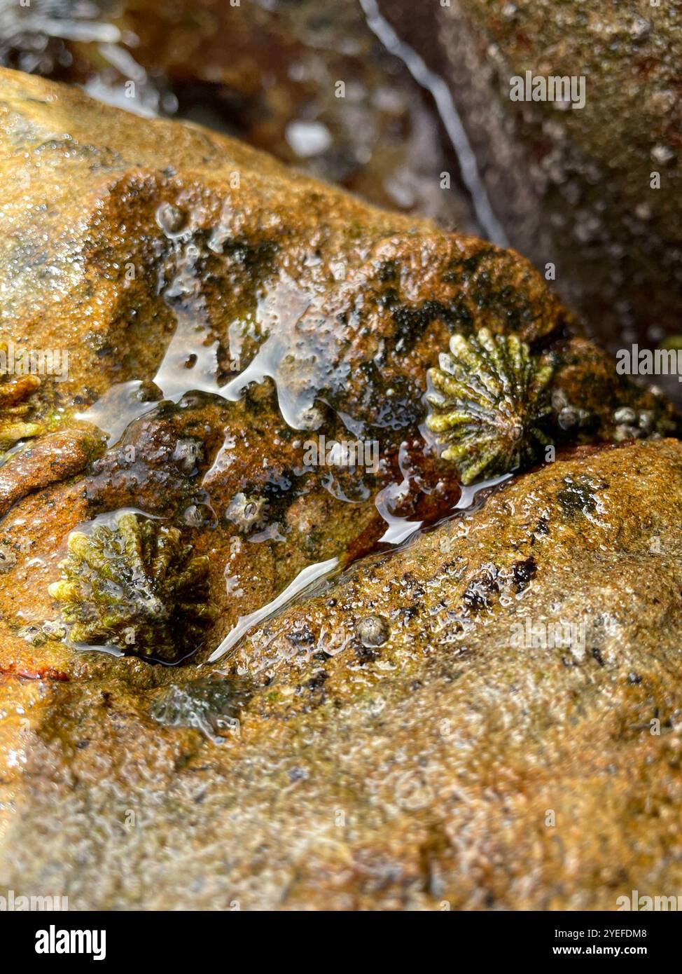 True limpets hi-res stock photography and images - Alamy