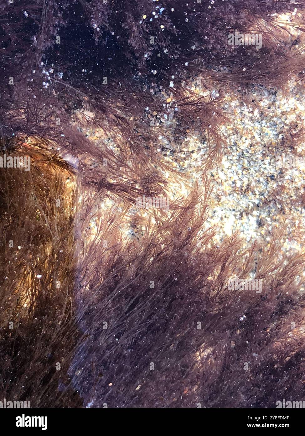 red algae (Rhodophyta Stock Photo - Alamy