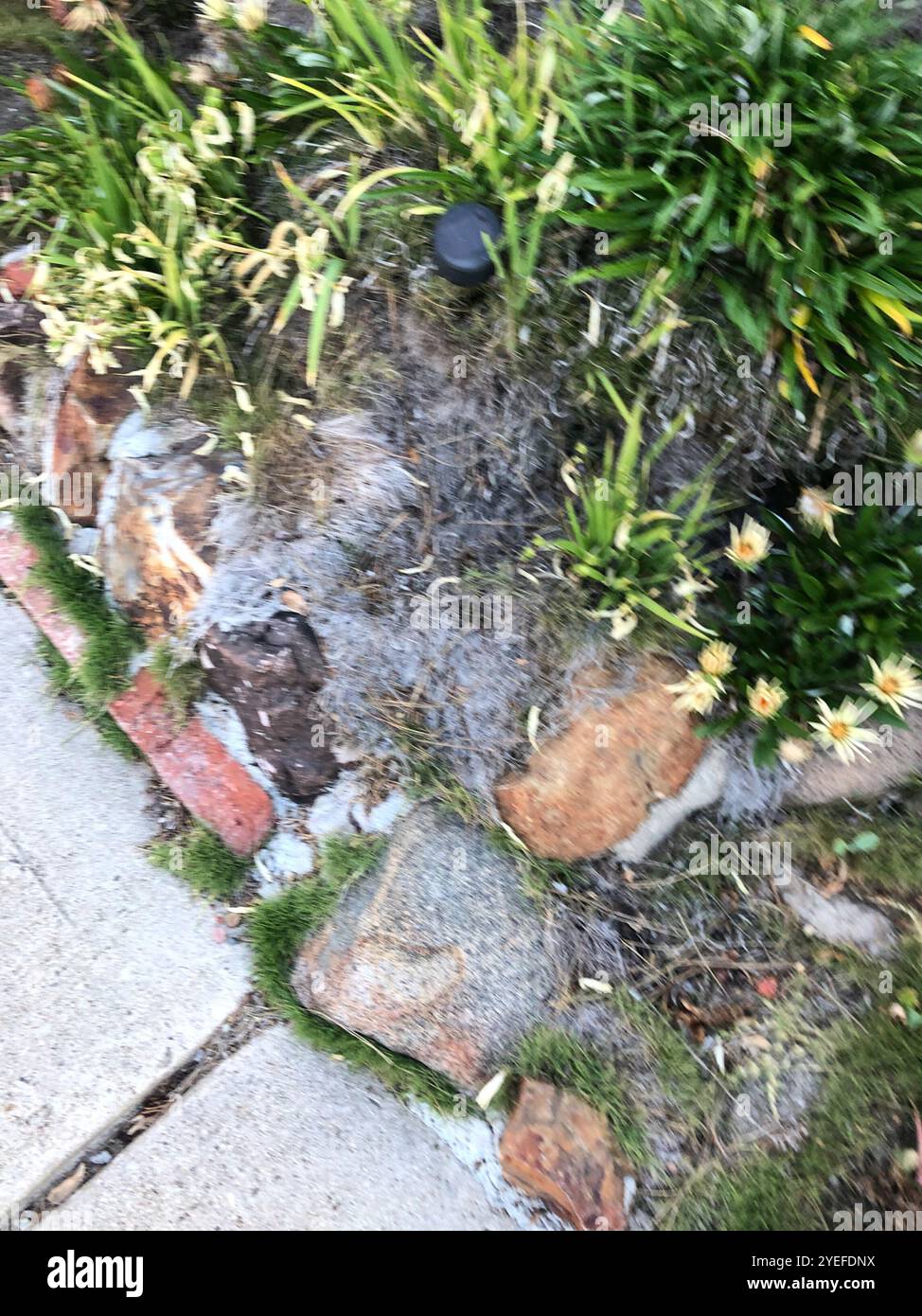 Trailing Treasureflower (Gazania rigens Stock Photo - Alamy