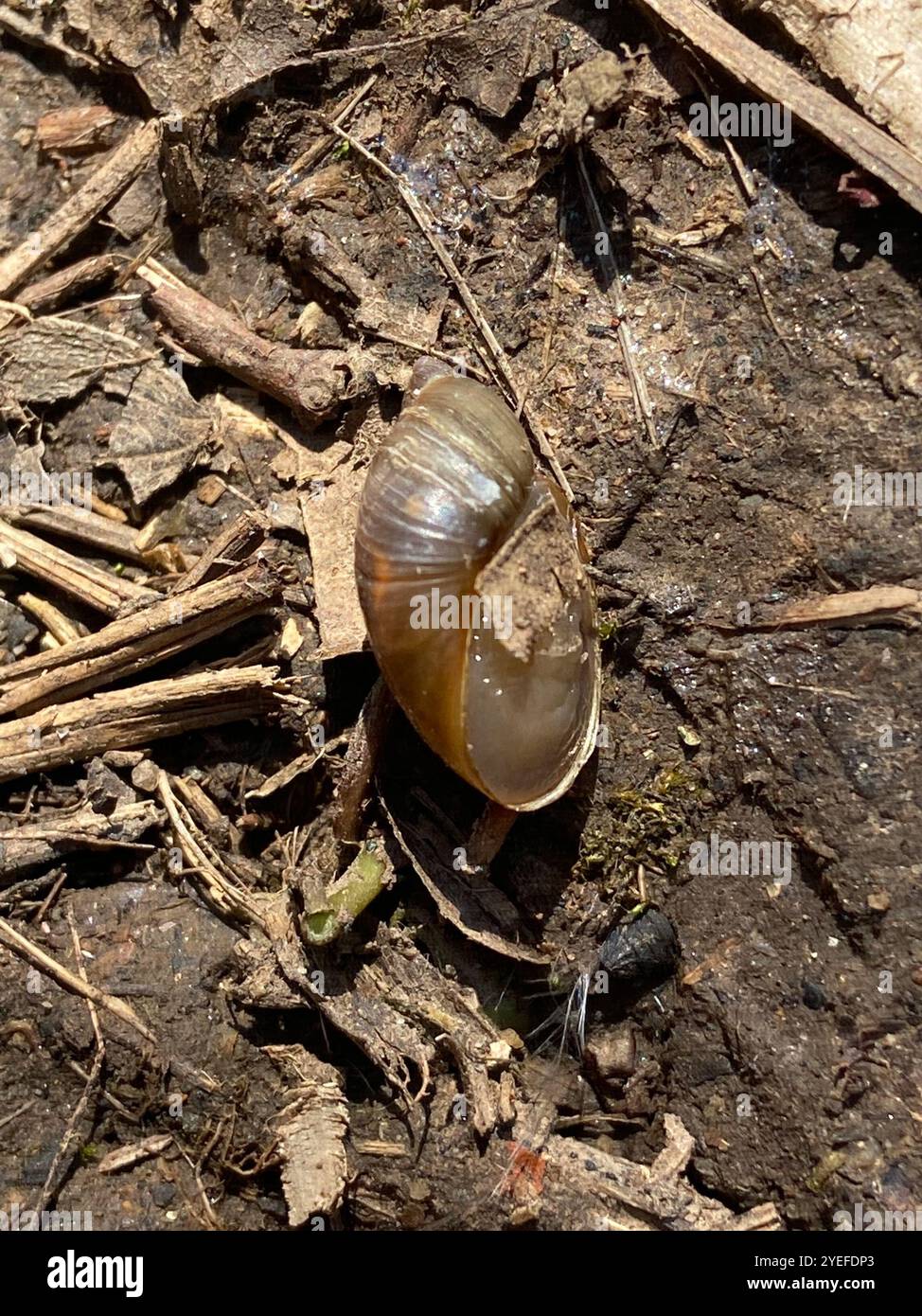 Amber Snails (Succineidae Stock Photo - Alamy
