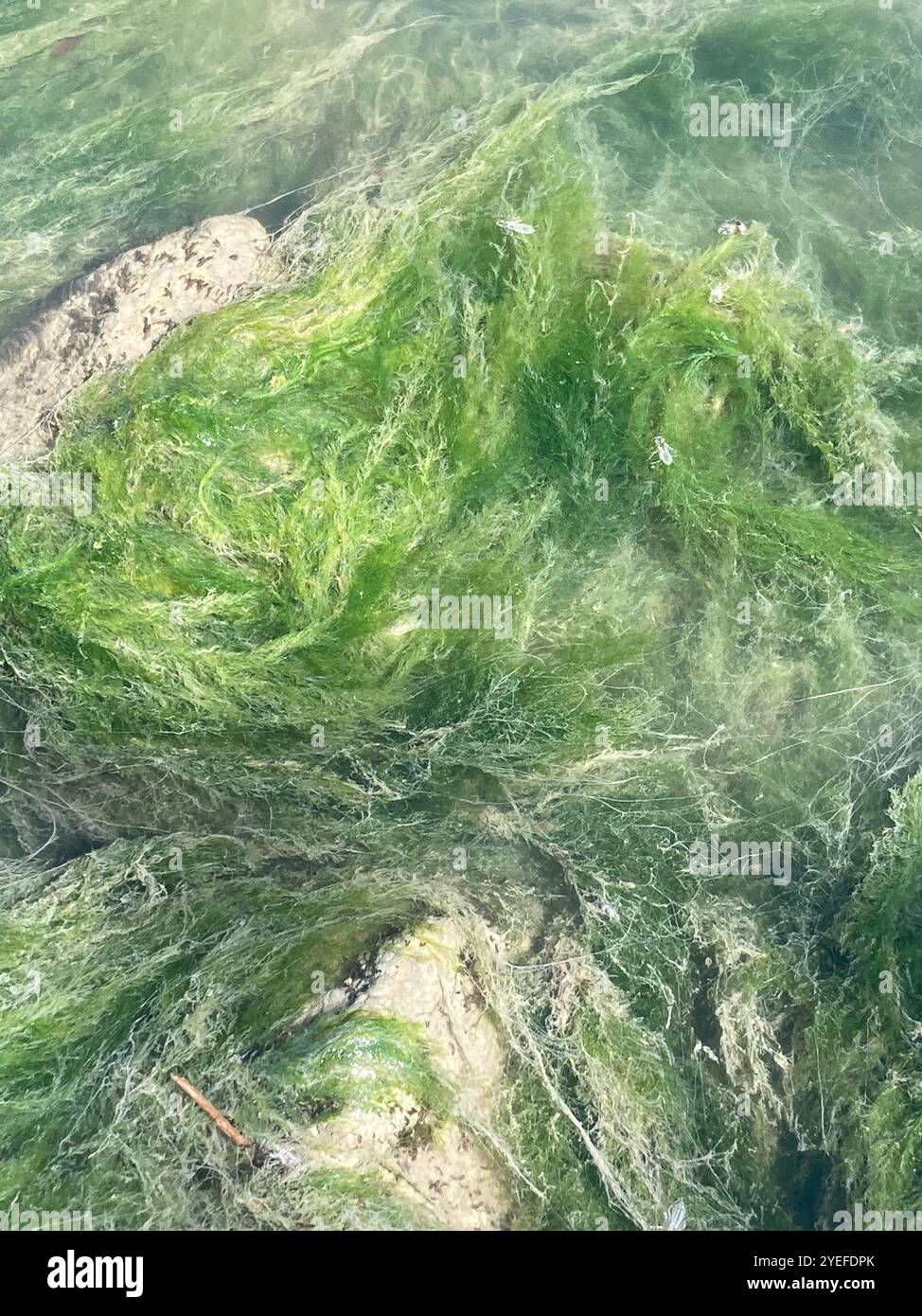 green algae (Chlorophyta Stock Photo - Alamy